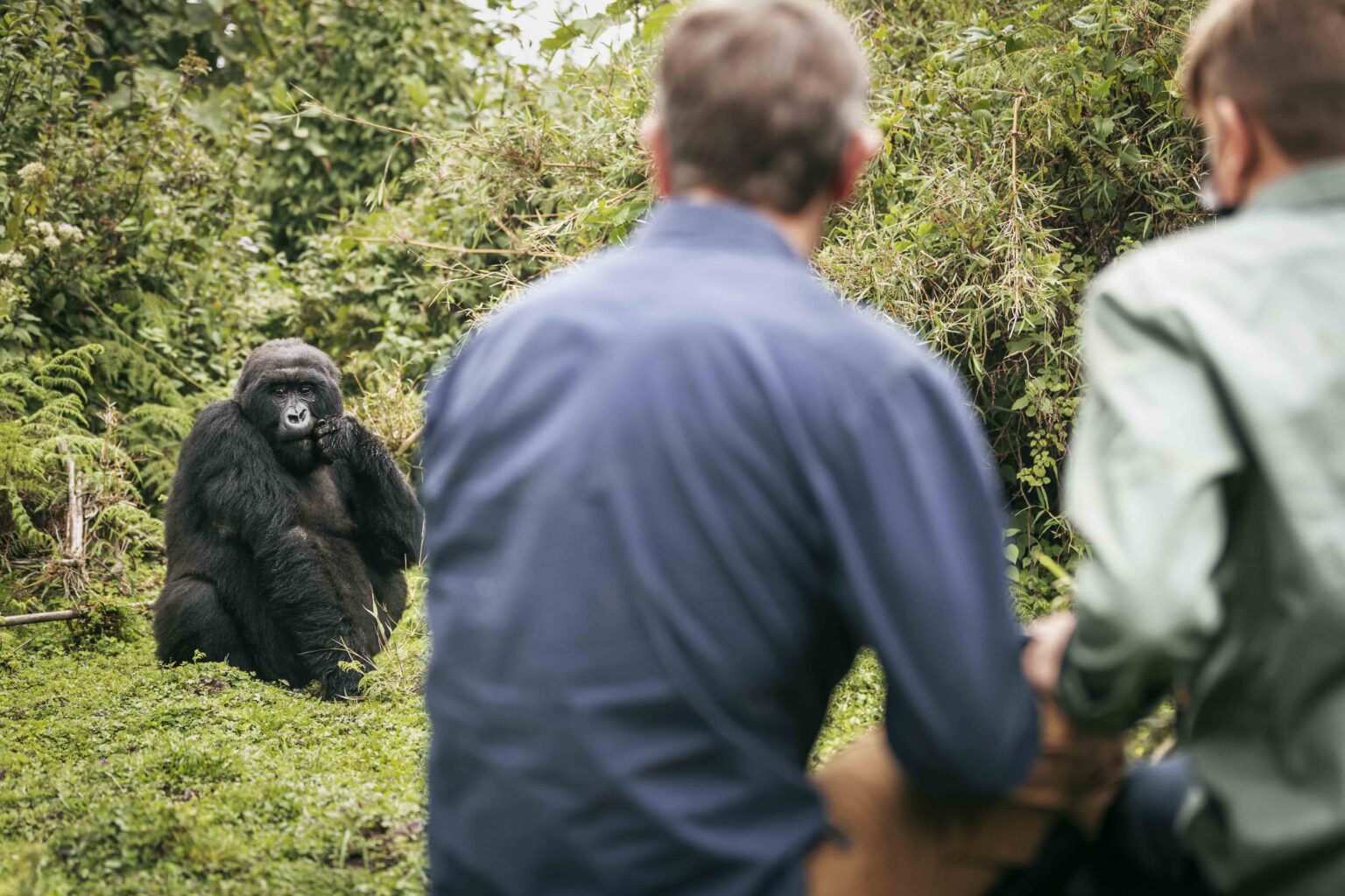 3 Days Gorilla Trekking in Uganda with Self-Drive